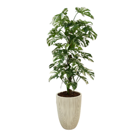 Monstera Tree Variegated